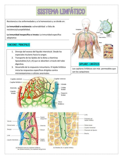 Sistema linfático | Angie Cruz | uDocz