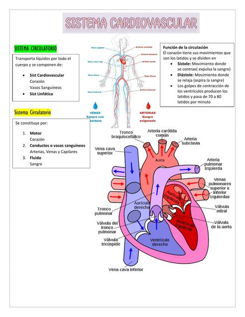 Apuntes sistema cardiovascular | Angie Cruz | uDocz
