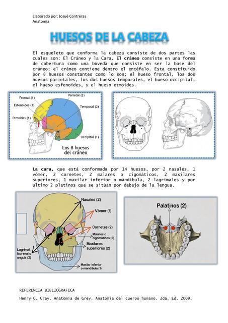 Huesos del Craneo | uDocz