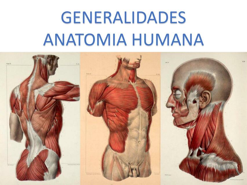 Generalidades de Anatomía Humana | Keimar Aular | uDocz