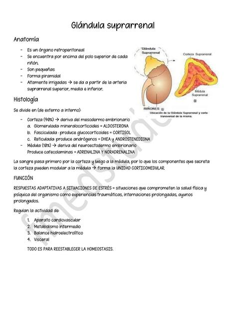 Fisiología endócrina | uDocz