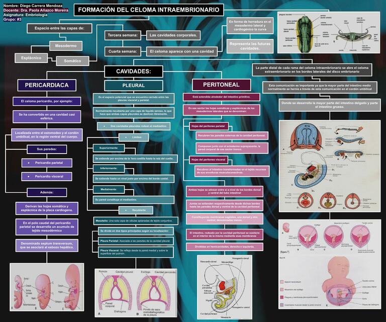 FORMACIÓN DEL CELOMA INTRAEMBRIONARIO | Bellakos.Med | uDocz