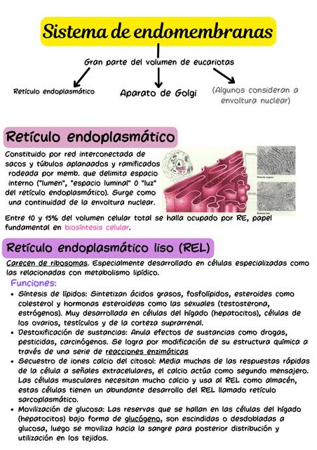 Sistema de endomembranas | Sofi León | uDocz