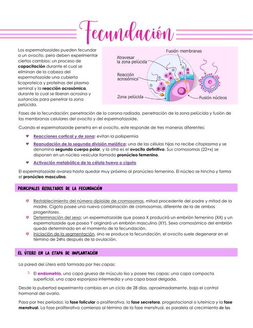 Fecundación | Abril Oriana Feser | uDocz