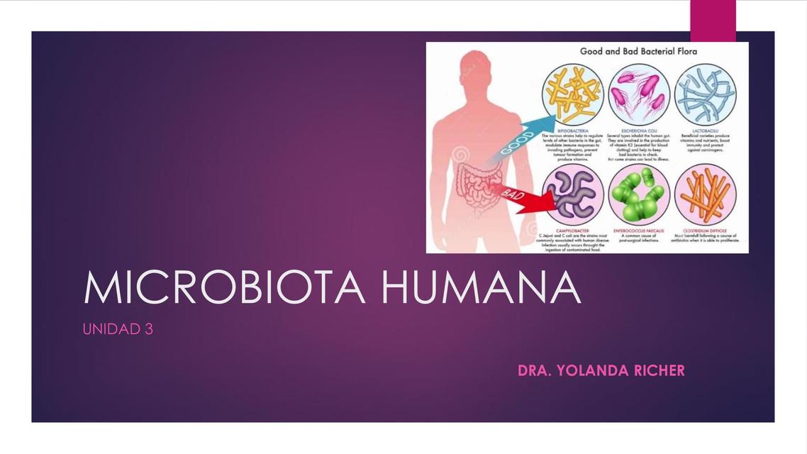 Microbiota humana | Yessica Benitez | uDocz