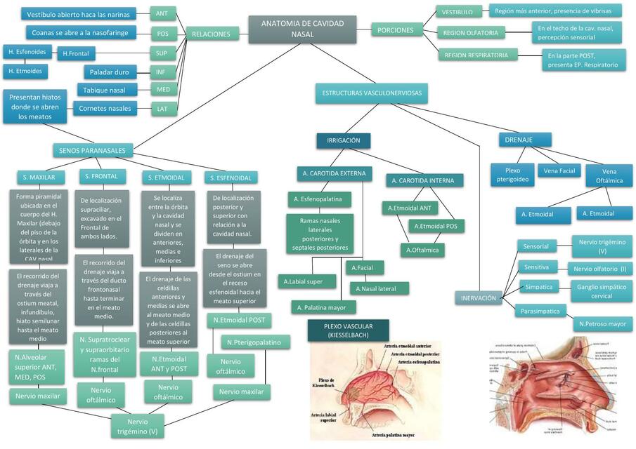 Anatomia de Cavidad Nasal y Faringe | Brayan Abel Estela Cotrina | uDocz