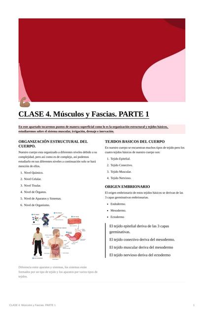 CLASE 4 Músculos y fascias PARTE 1 | Cecilia Martínez | uDocz