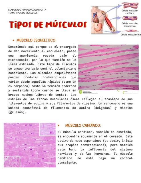 TIPOS DE MÚSCULOS, GENERALIDADES. | Gonza González | uDocz