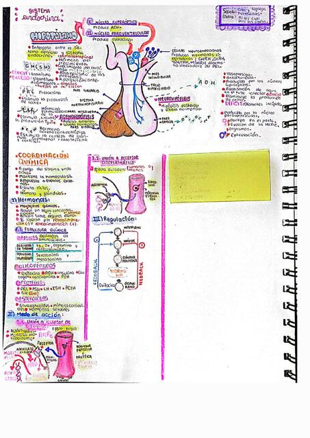 Sistema Endocrino | Sofia | uDocz