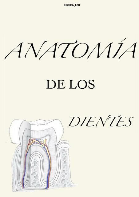 Anatomía de los dientes | HIGIEA_LEK | uDocz