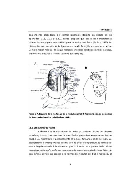 Láminas de rexed | apuntesmedicos1 | uDocz