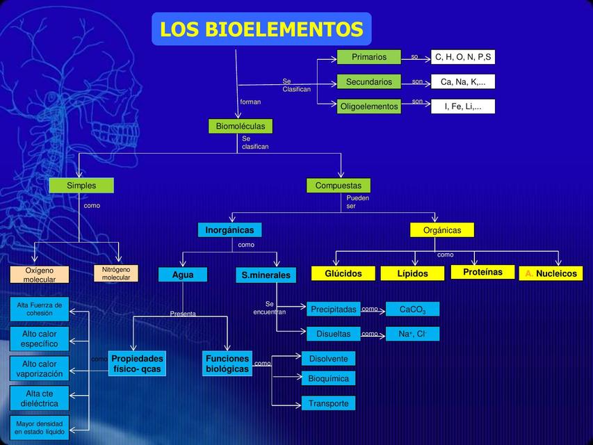 BIOELEMENTOS | Med Life XXI | uDocz