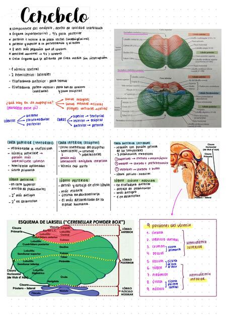 Anatomía del Cerebelo | Rosalyn Ariana Valderrama Sandoval | uDocz