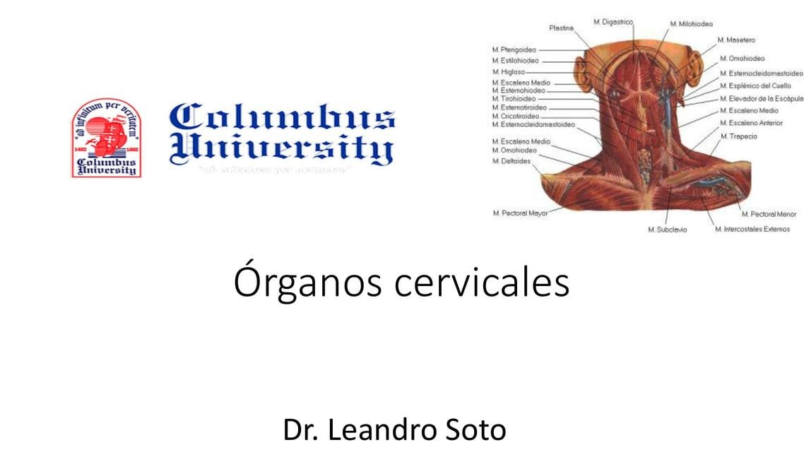 Órganos cervicales | Paola Vásquez | uDocz