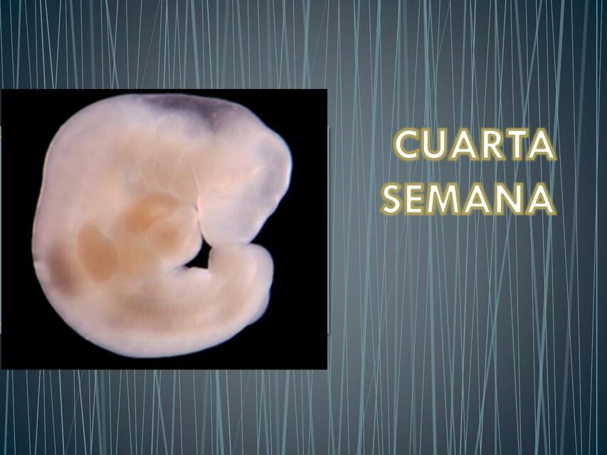 Cuarta Semana | GMVALE | uDocz