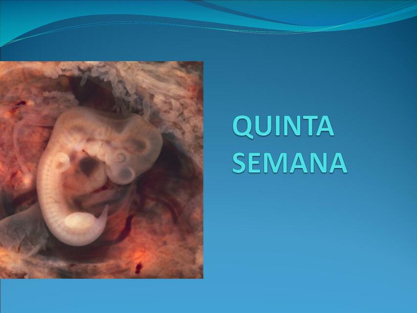 Quinta Semana | GMVALE | uDocz