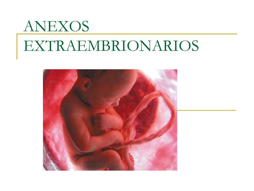 Anexos Extraembrionarios | GMVALE | uDocz