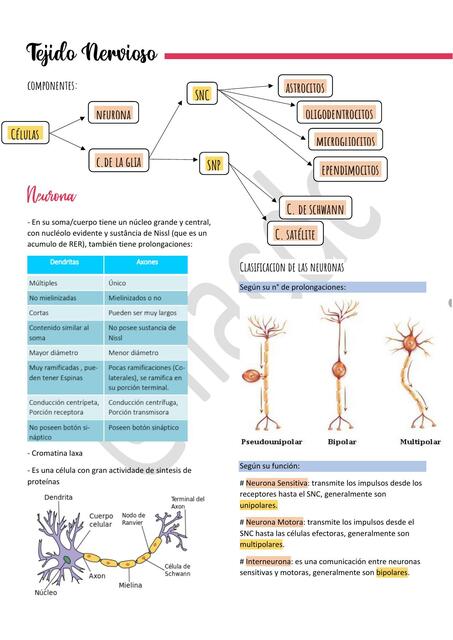Tejido Nervioso | GMVALE | uDocz