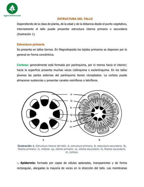 Estructura del Tallo | AgroJefersson | uDocz