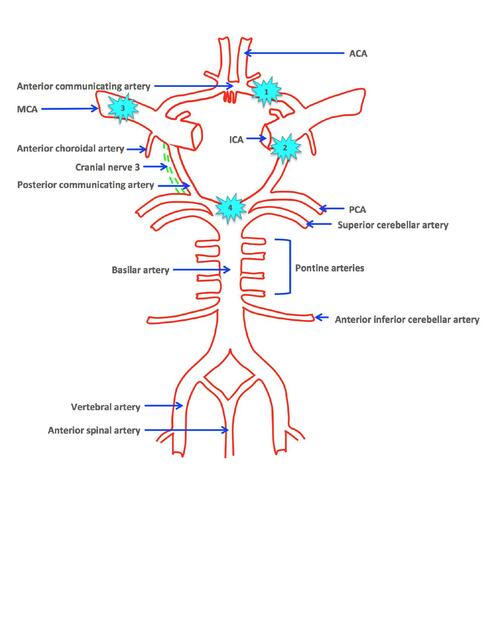 Arterias | catalina guzman | uDocz
