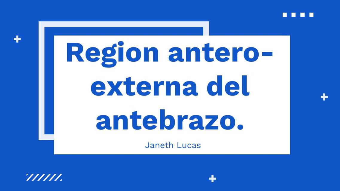 Región Antero-Externa del Antebrazo | Janeth Lucas | uDocz