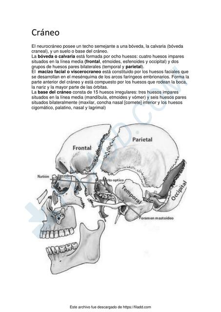 Cráneo | Aixa Della sala | uDocz