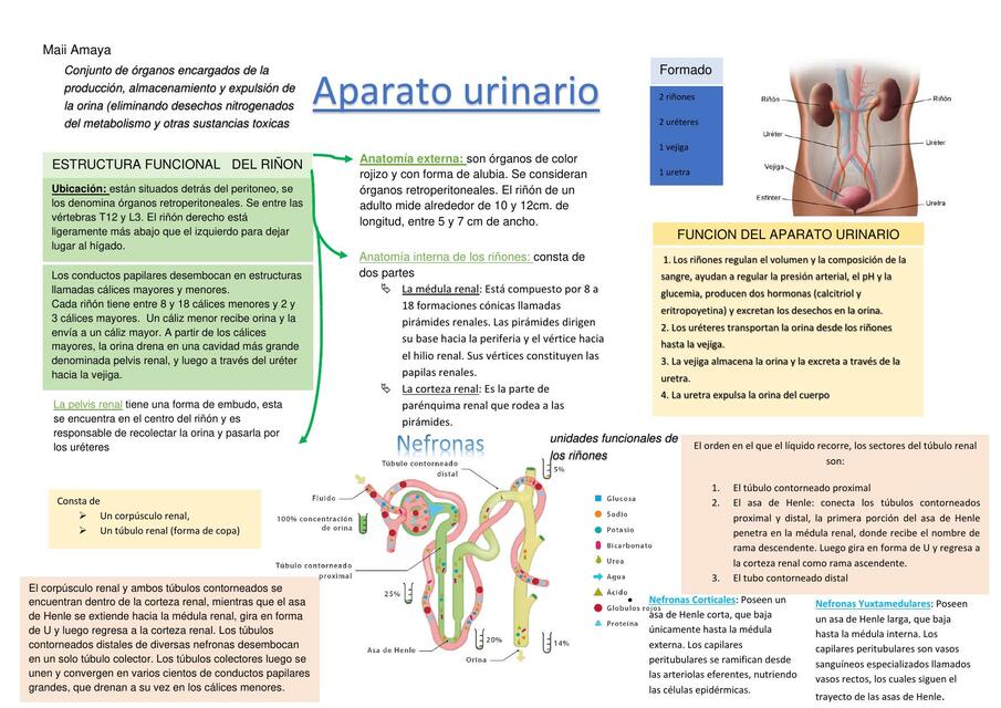 Aparato Urinario | Ana Amaya | uDocz