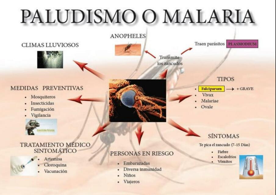 Paludismo o Malaria | karen vale | uDocz