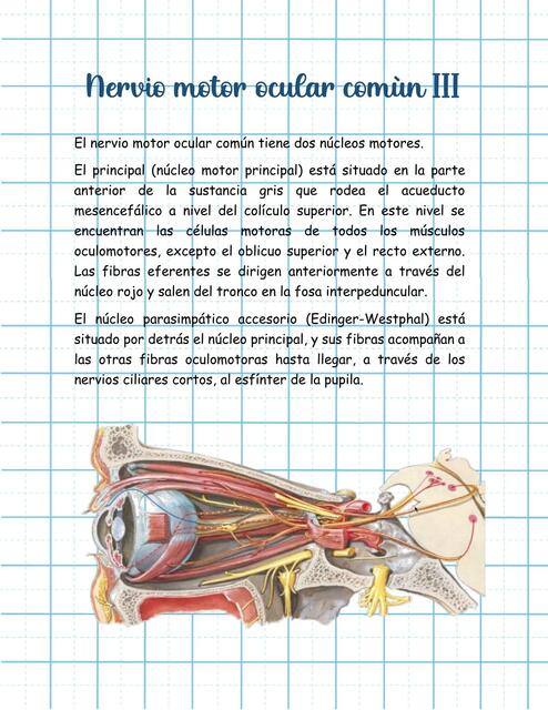 Núcleo de Edinger Westphal | Fernanda Ochoa | uDocz