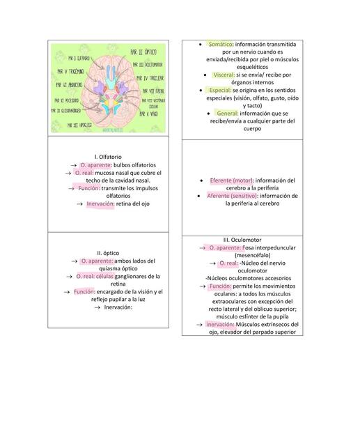 Flashcards Pares Craneales | Gabriela Luis | uDocz