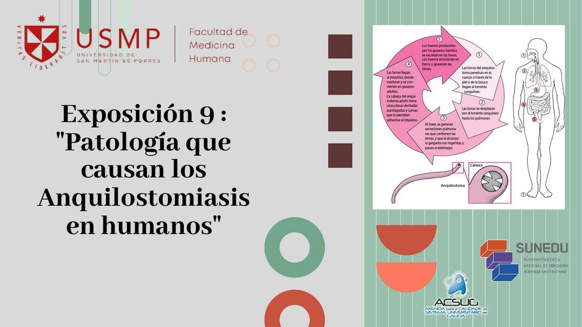 Patología que Causan los Anquilostomiasis en Humanos | Klaudia Alvarado ...