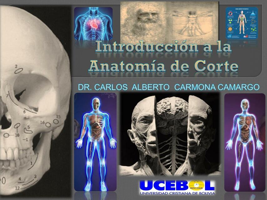 Introducción a la Anatomía de Corte | Amanda Lucas | uDocz