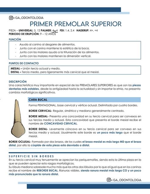 Primer Premolar Superior | GA ODONTOLOGIA | uDocz