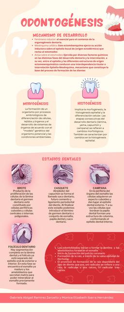 Odontogénesis | Gabriela Ramírez | uDocz