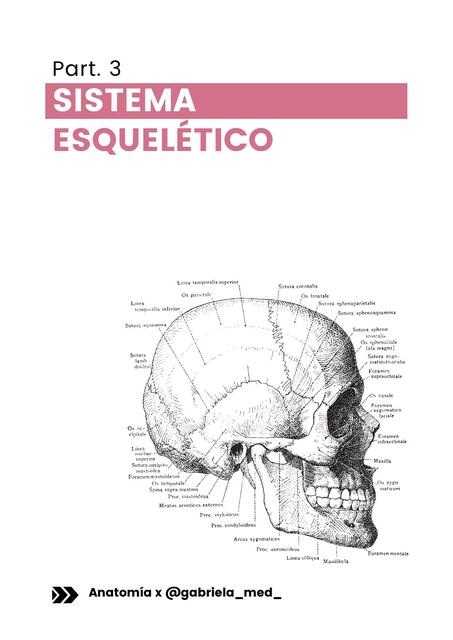 Sistema esquelético | Fernanda Samayoa | uDocz