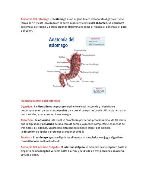 Anatomía del estómago | Sukis Trukis | uDocz