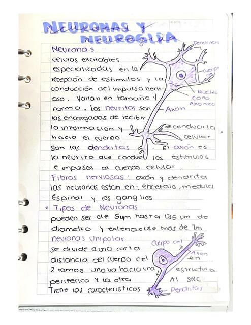 Neurona y neuroglia | Lluvia García | uDocz