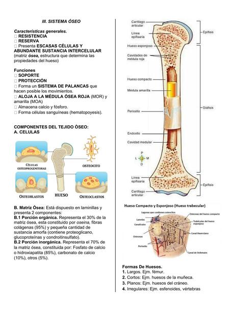 III. Sistema Óseo | uDocz