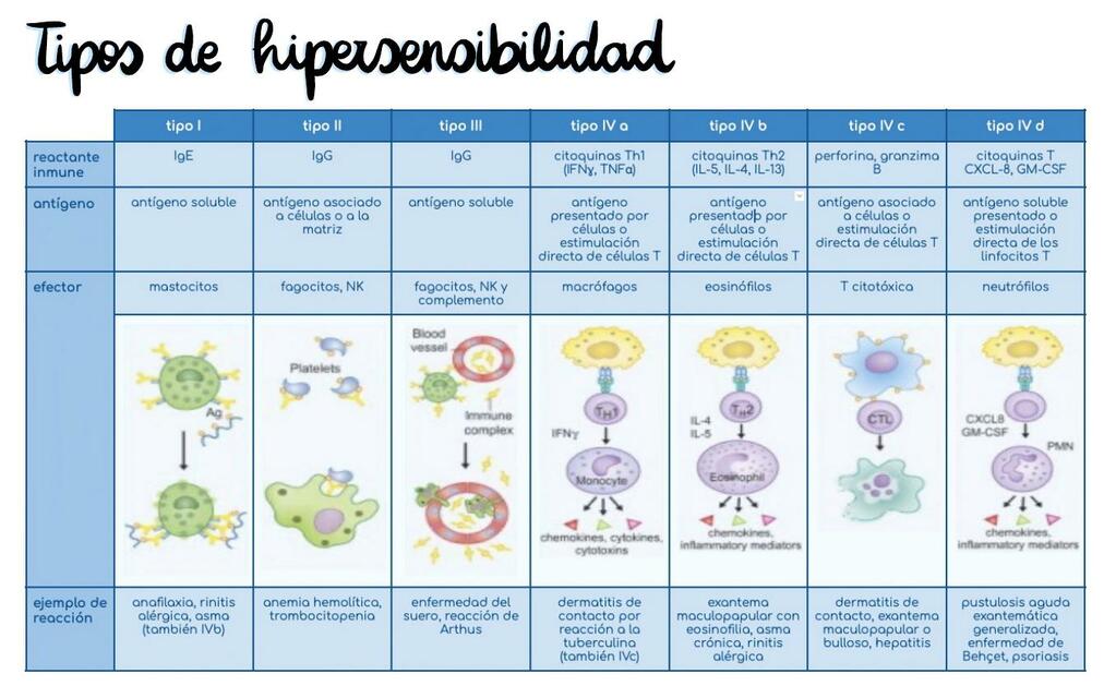 Tipos de Hipersensibilidad | Paula Rubio | uDocz Tipos de Hipersensibilidad | Paula Rubio | uDocz