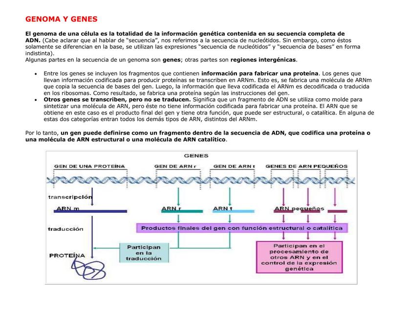 genoma humano | uDocz