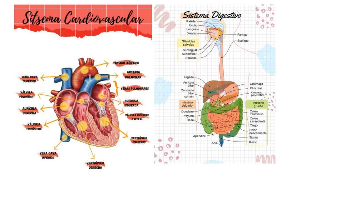 Sistema Cardiovascular | Eliceth Mendoza | uDocz