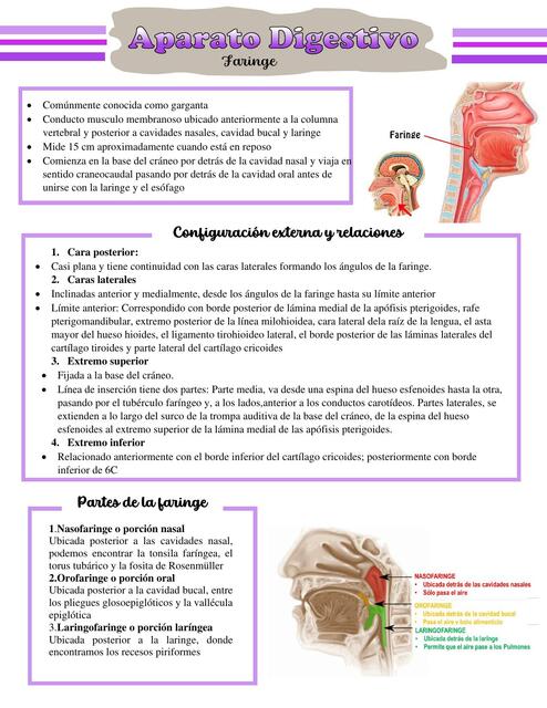 Resumen Faringe | Ana Fernanda Zhindon Macas | uDocz