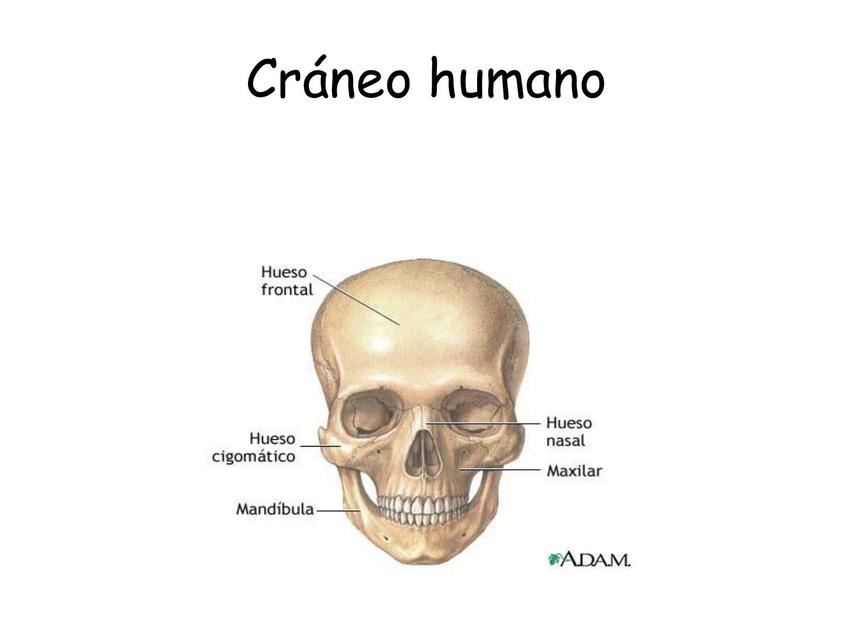 Estudio del cráneo humano | Maly M | uDocz