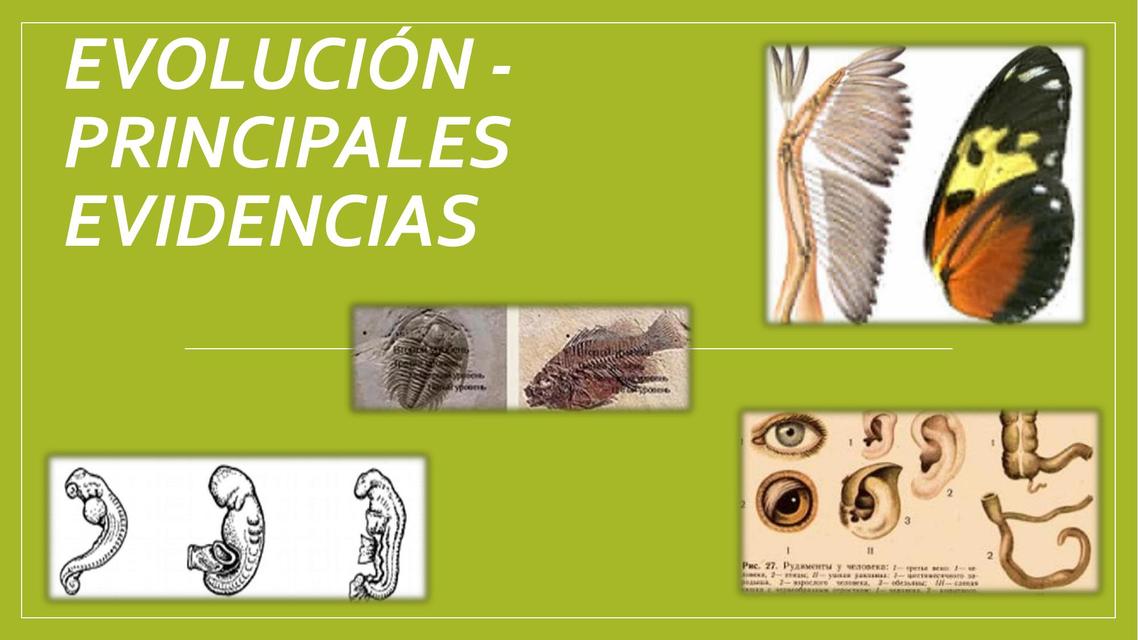 La evolución, principales evidencias | Maly M | uDocz