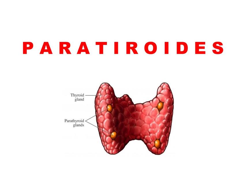 FISIOLOGÍA PARATIROIDES - diapositiva | Dra. Cristina Cachi Piña | uDocz