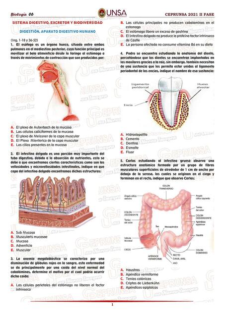 Sistema Digestivo Excretor y Biodiversidad | Y. Esther Montoya | uDocz