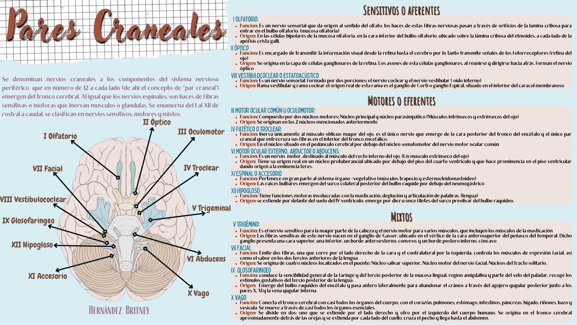 Pares Craneales | Britney Hernández | uDocz