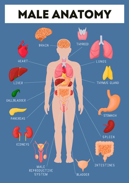 Male Anatomy | Anonymous | uDocz