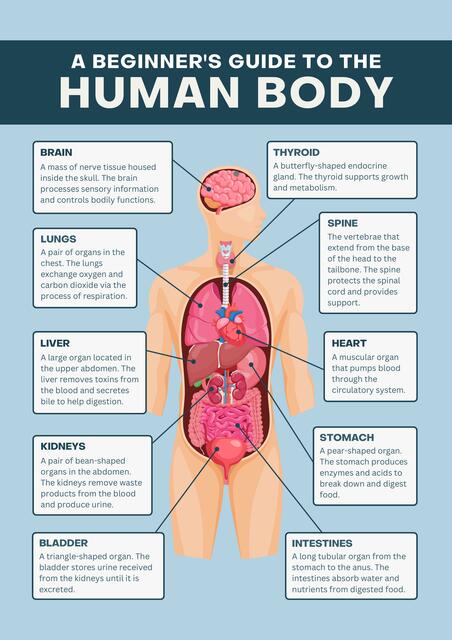 A Beginners' Guide To The Human Body | Anonymous | uDocz