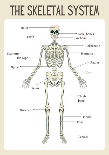 Skeletal System | Anonymous | uDocz